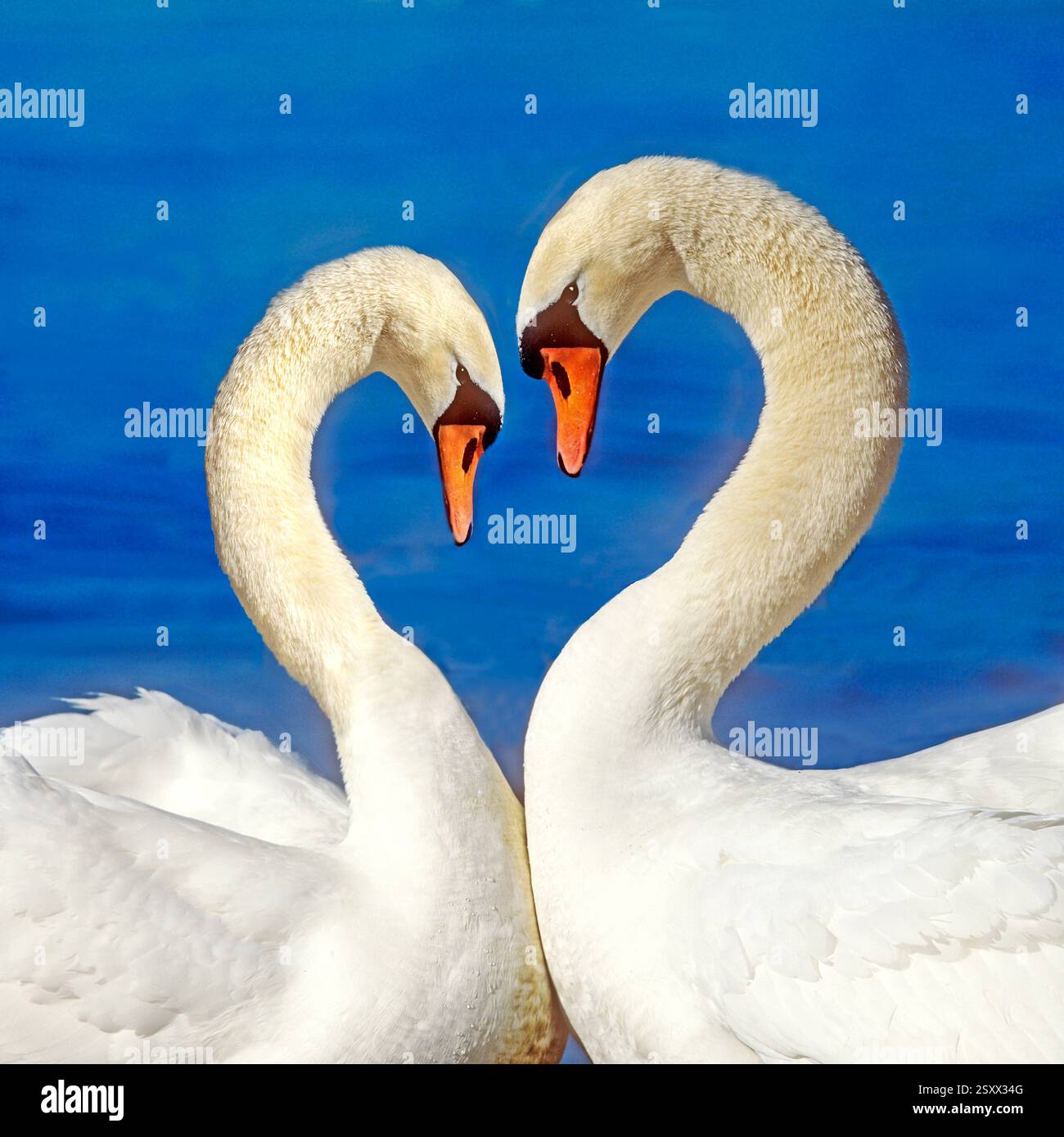 Two swan heads hi-res stock photography and images - Alamy