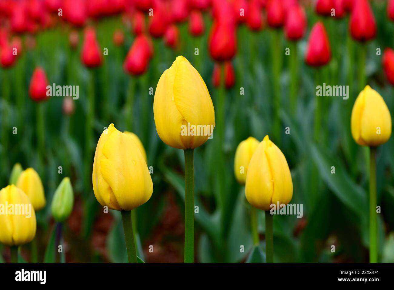 Tulip flowers bloom in Jinhua City, east China's Zhejiang Province, 23 ...