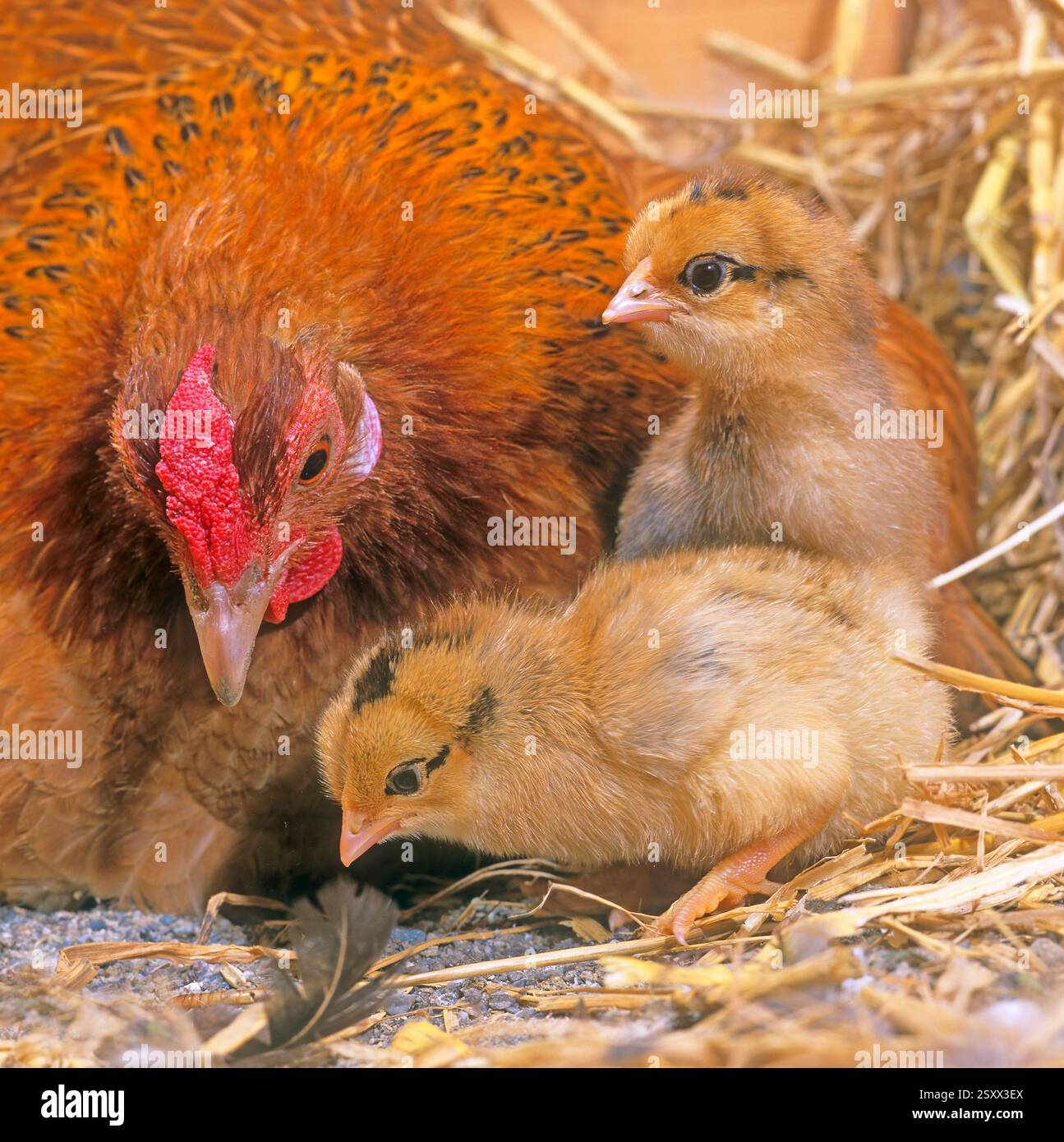Domestic Chicken. Sitting hen in a henhouse with two newly hatched ...