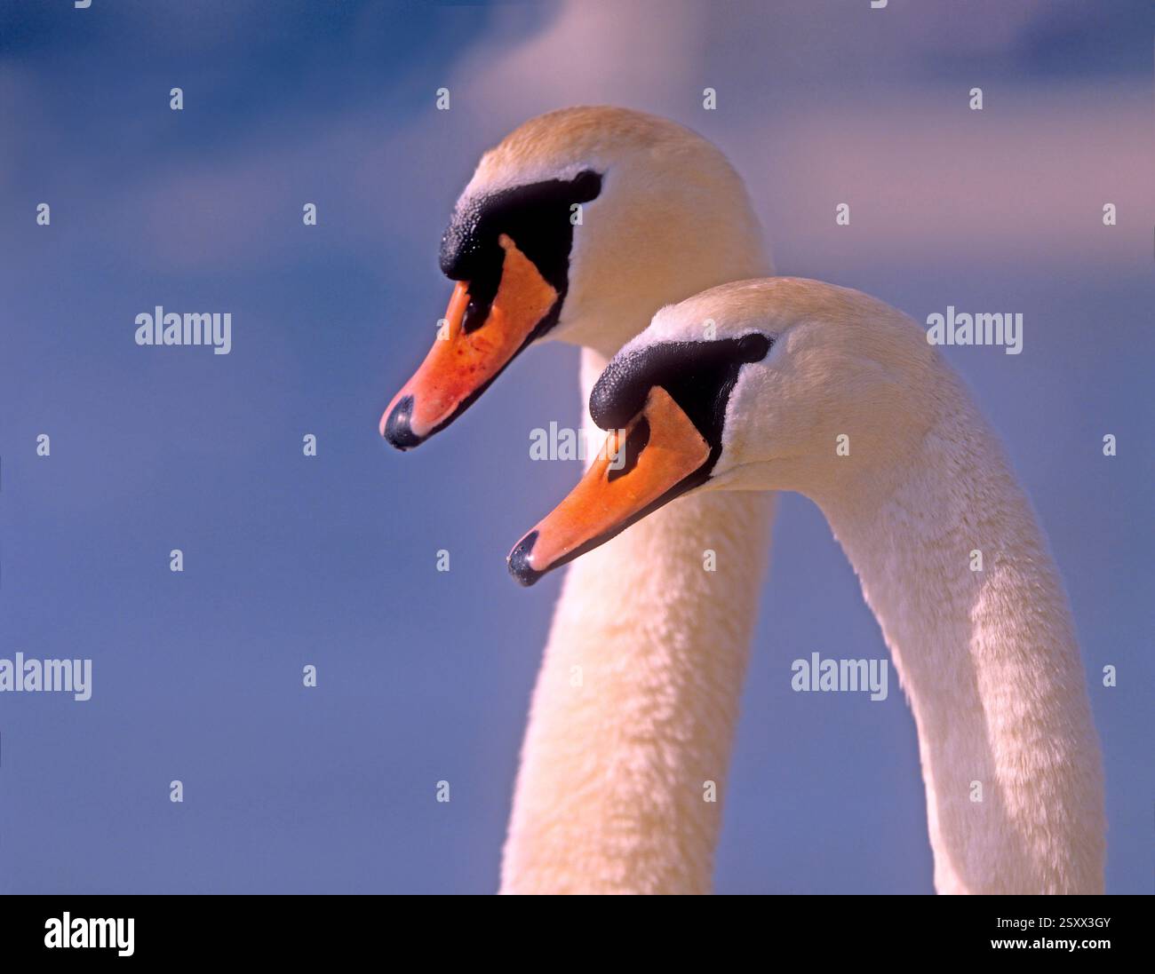 Two swan heads hi-res stock photography and images - Alamy