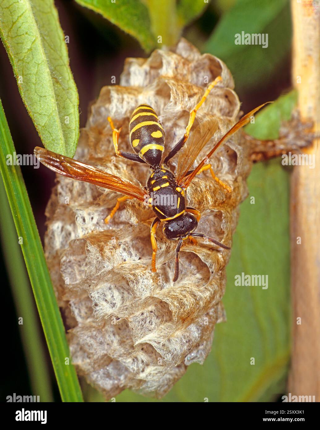 Paper Wasp (Polistes nimpha) building its nest. It consists of a few ...
