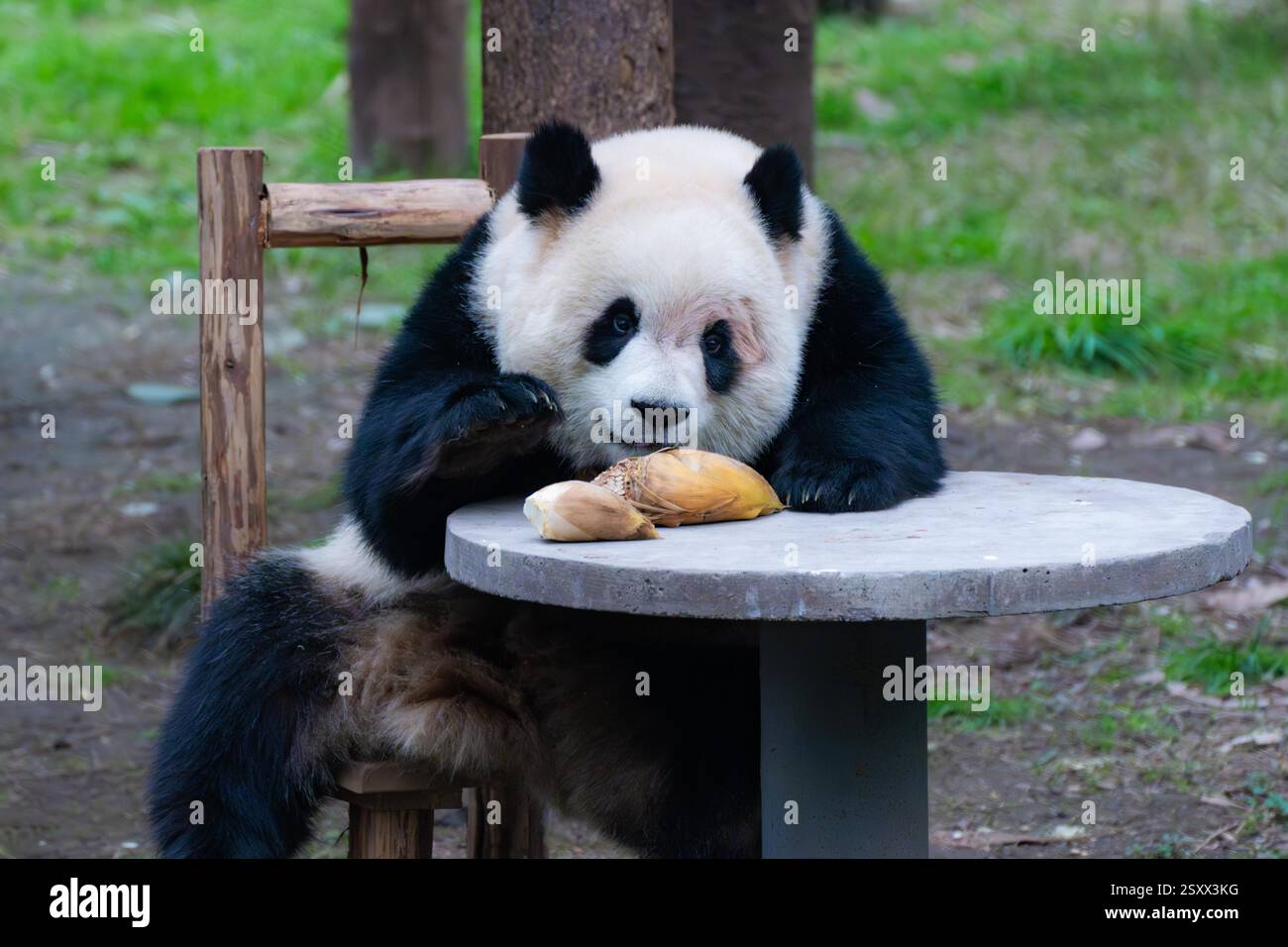 Giant pandas eat food at Chongqing Zoo, Chongqing, China, 23 February ...