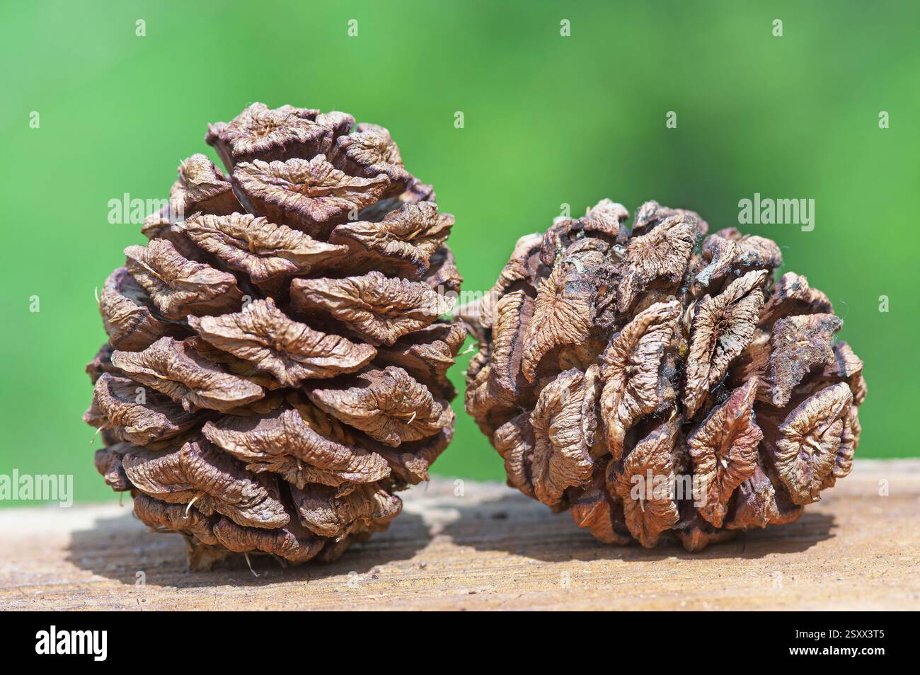Giant Sequioa (Sequoiadendron giganteum). The cones of the sequoia are ...