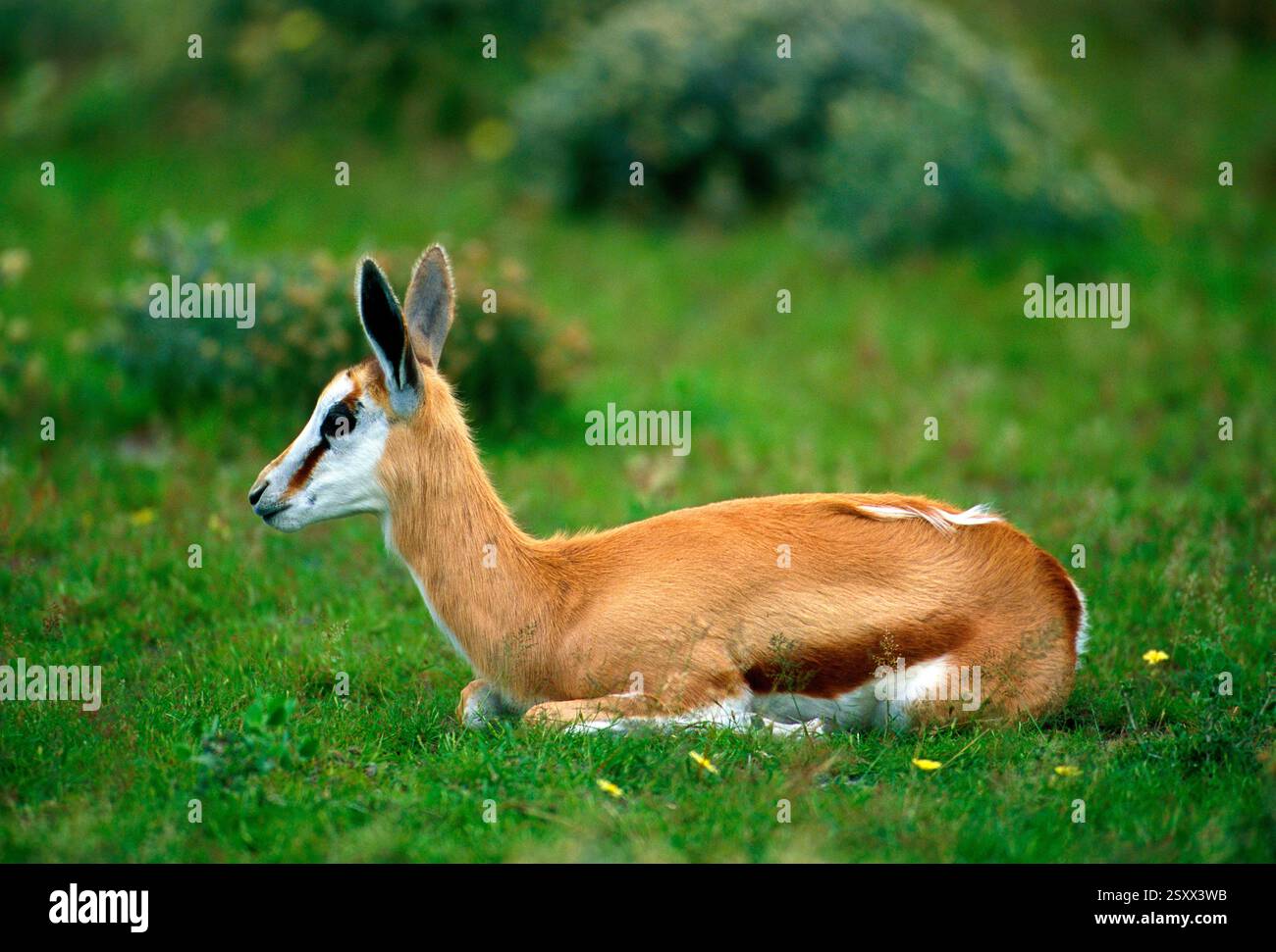 Springbock, Antidorcas marsupialis, Kitz, Etosha Nationalpark, Namibia ...