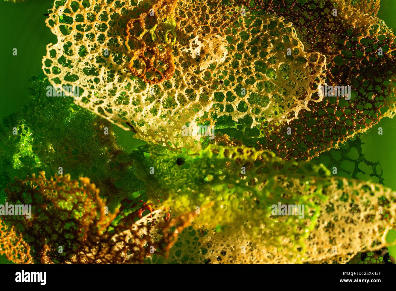 Green chips with spider web or tuile to decorate dishes. Background ...