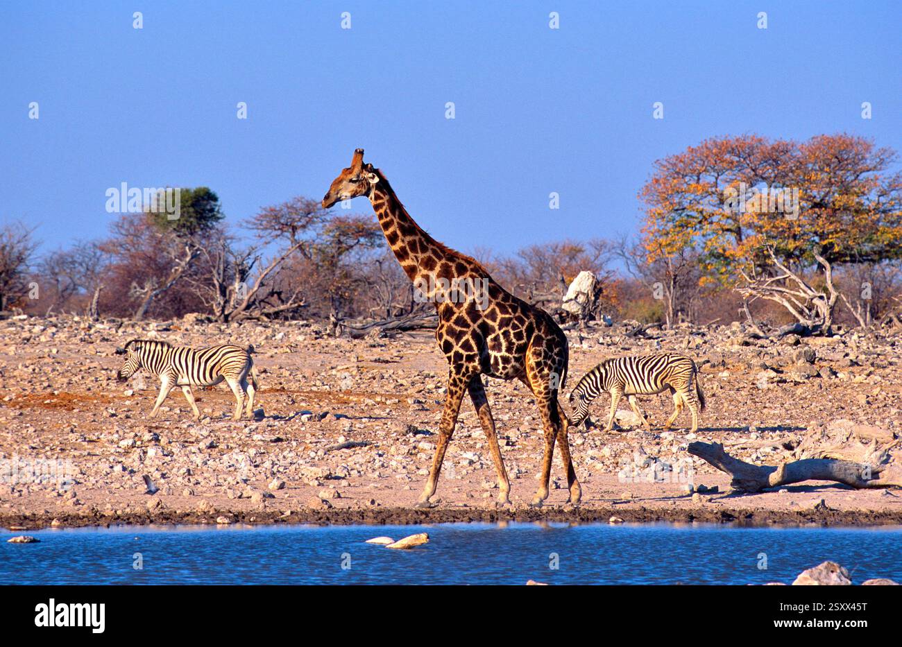 Namibia Giraffe, Giraffa g. angolensis, Steppenzebra, Equus burchelli ...