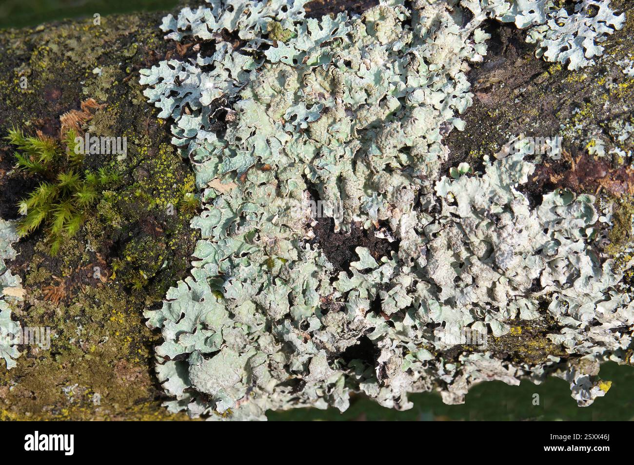 Parmelia physodes hi-res stock photography and images - Alamy