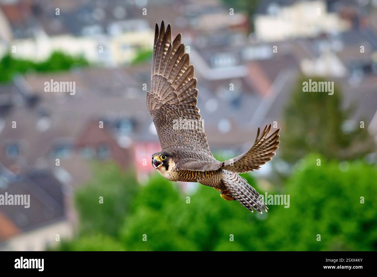 Peregrine Falcon (Falco peregrinus). Adult female in flight above the ...