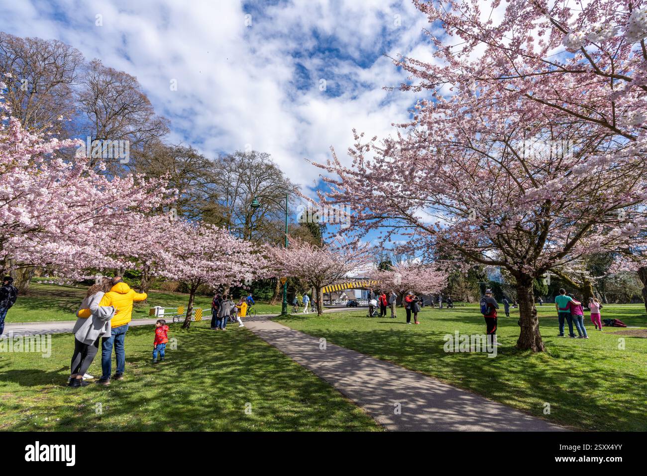 Vancouver City, BC, Canada - April 4 2021 : Stanley Park cherry ...