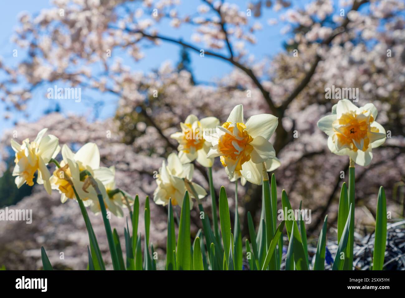 Full bloom Narcissus flowers in springtime sunny day against cherry ...