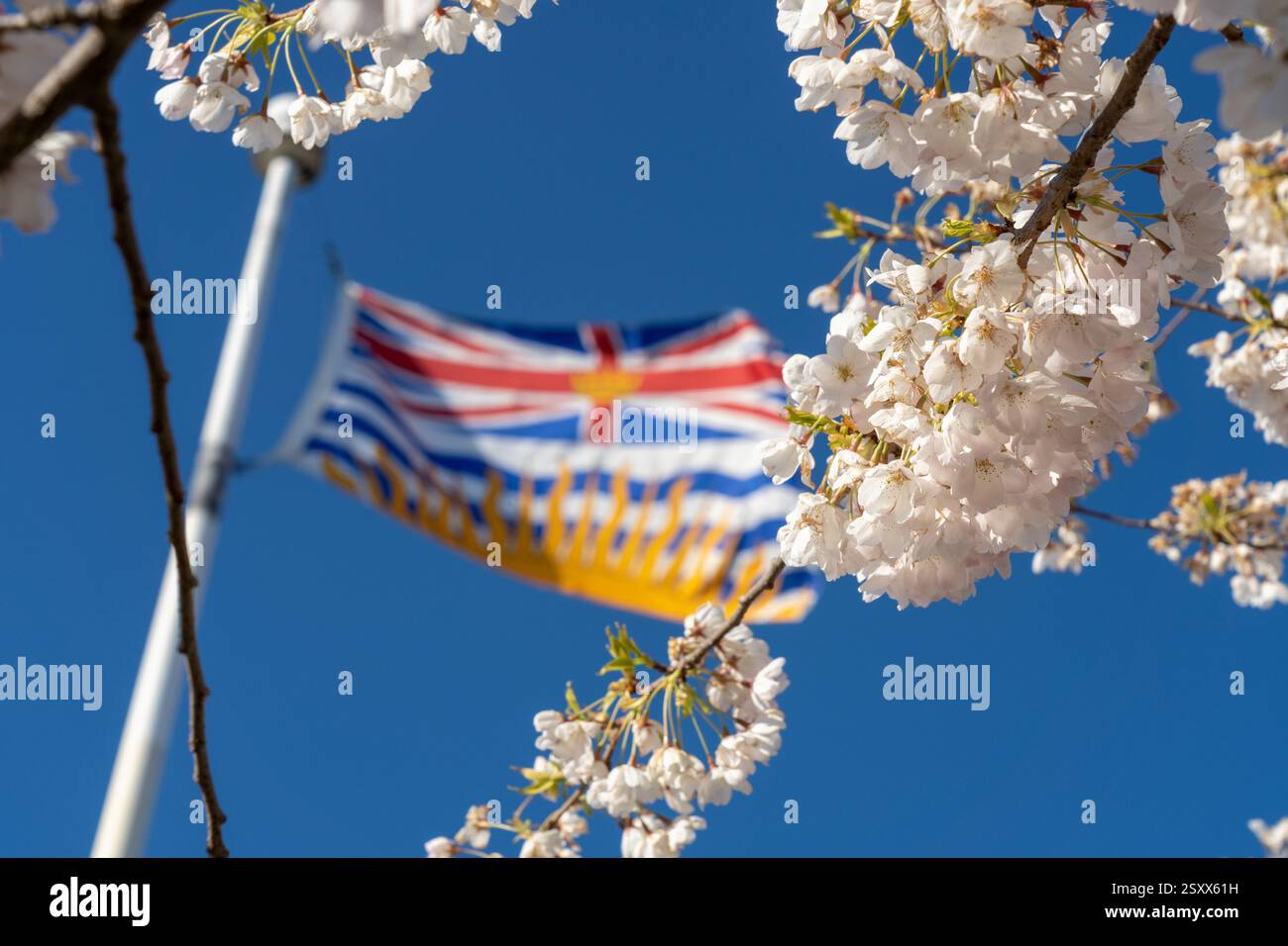 Flag of British Columbia and cherry blossoms in full bloom. Concept of ...