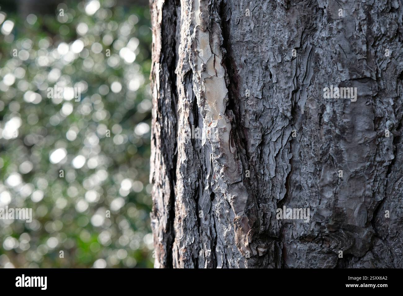 pine tree trunk bark in woodland setting Stock Photo - Alamy