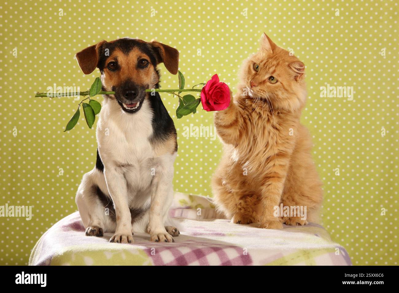 Jack Russell Terrier. Adult dog wearing a red rose in its mouth sitting ...
