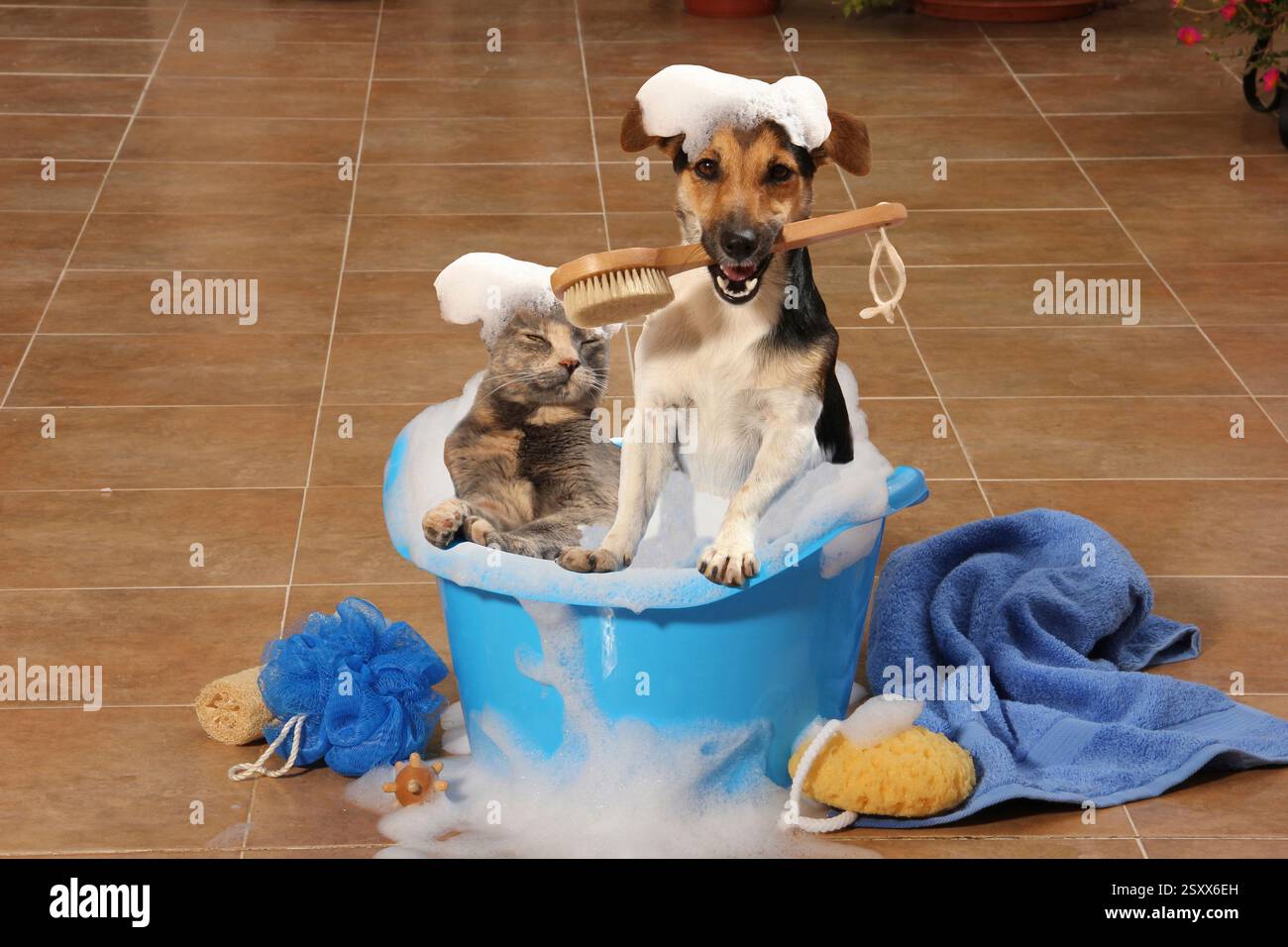 Jack Russell Terrier. Adult dog in a blue bath tub, carrying an brush ...
