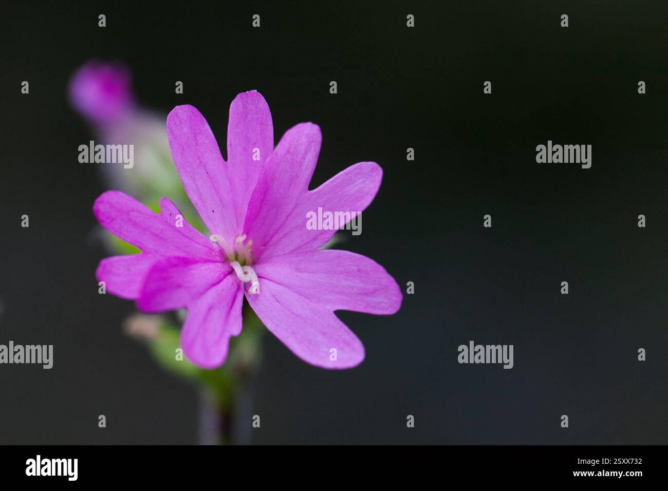 Wild red campion (Silene dioica) with dark background | Penrose Estate ...