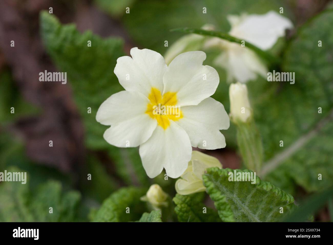 Wild primrose hi-res stock photography and images - Alamy