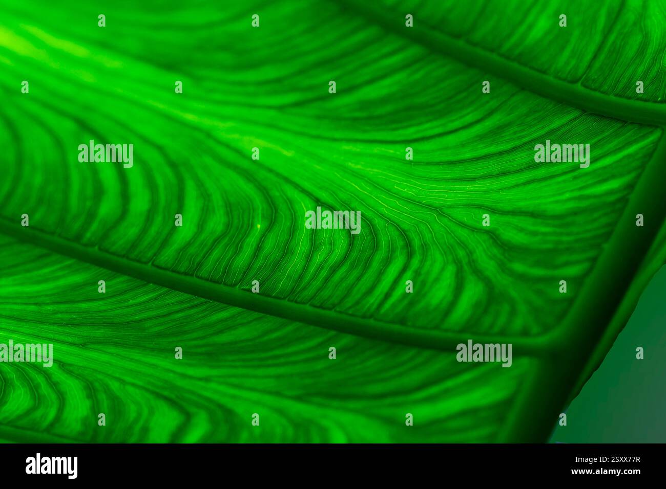 Leaf Pattern: Close Up Detail of a Green Tropical Plant Leaf from ...