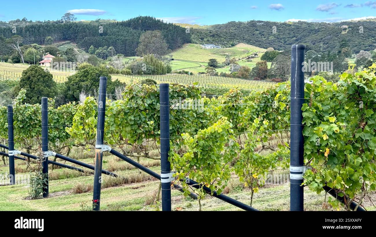 Posts at end of grape vine trellising in a vineyard in Waiheke Island ...
