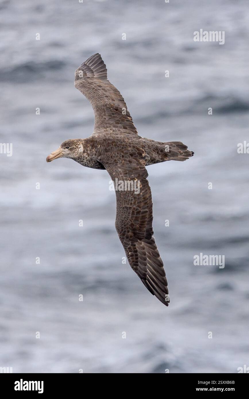 Northern Giant Petrel (Macronectes halli) - also known as Hall's Giant ...