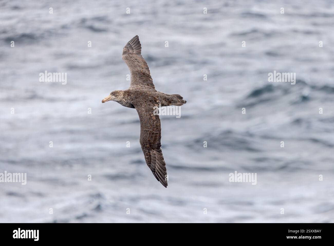 Northern Giant Petrel (Macronectes halli) - also known as Hall's Giant ...