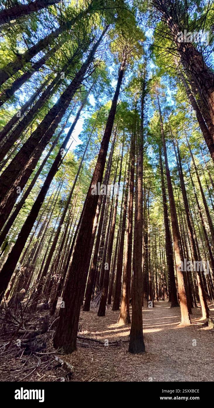 Whakarewarewa Redwood Forest new growth of Californian Coast Redwood ...