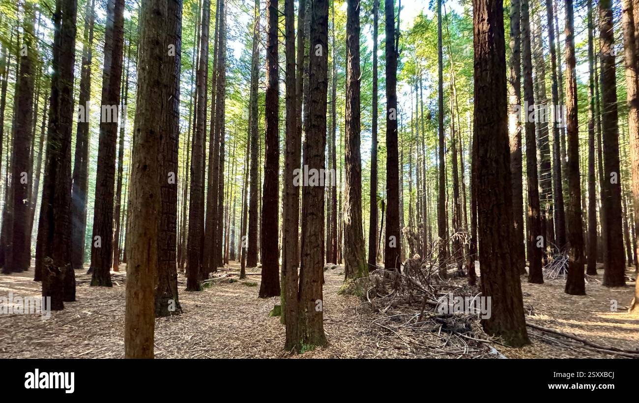 Whakarewarewa Redwood Forest new growth of Californian Coast Redwood ...