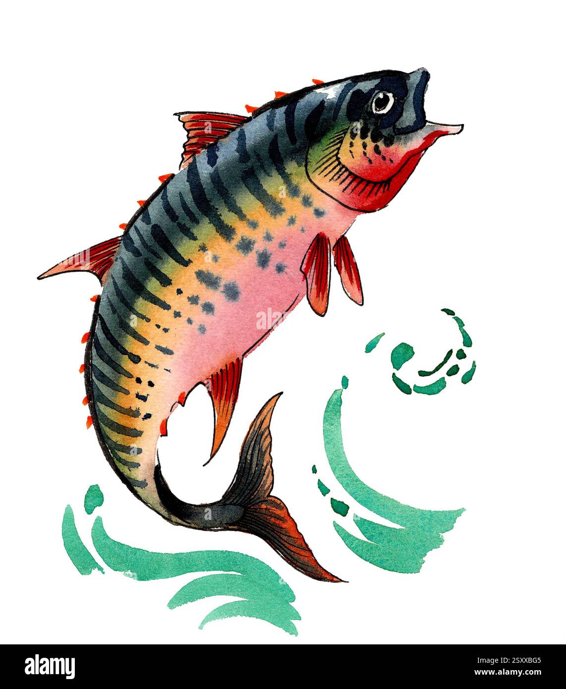 Jumping tuna fish. Hand drawn watercolour illustration Stock Photo - Alamy