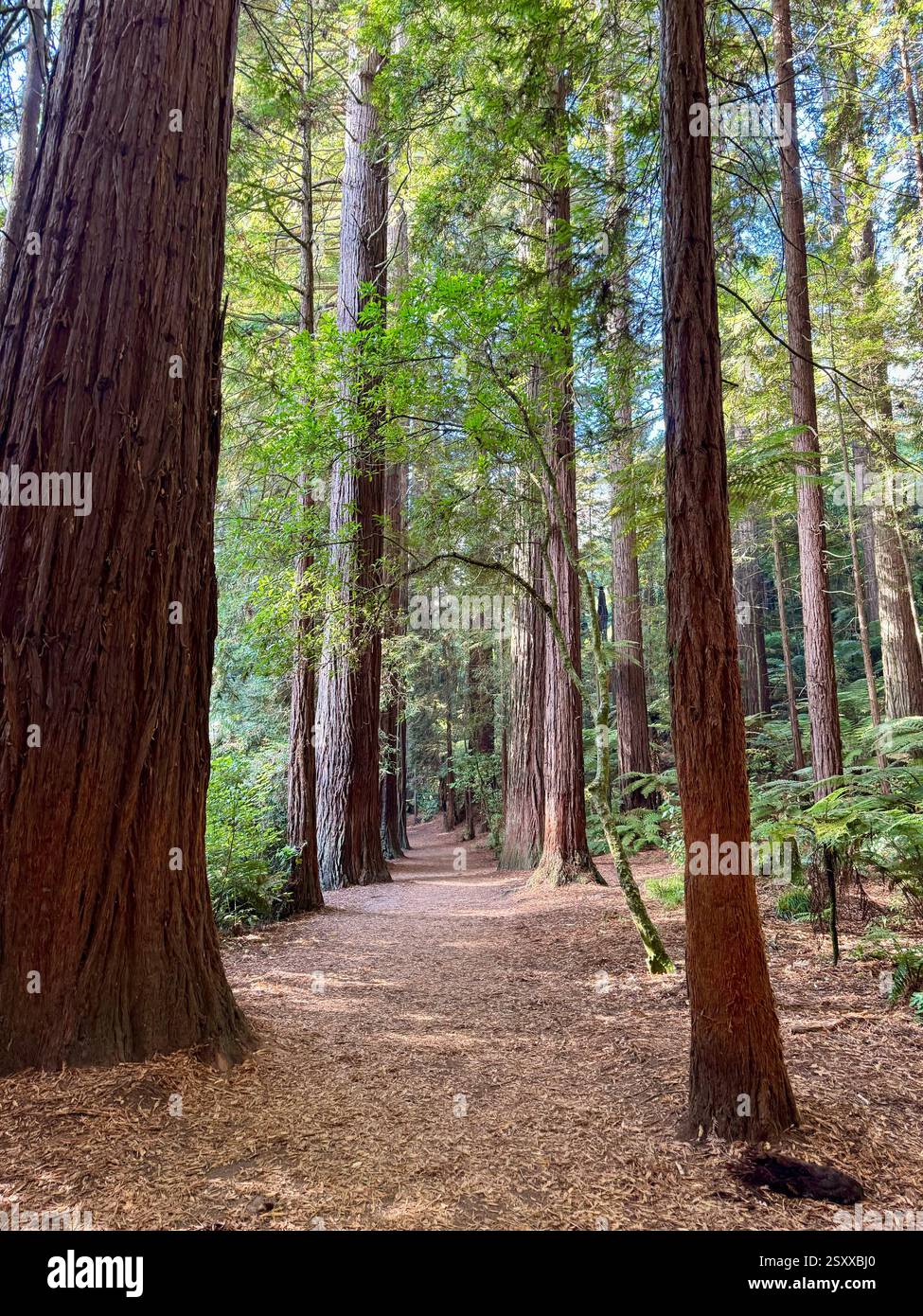 Whakarewarewa Redwood Forest new growth of Californian Coast Redwood ...