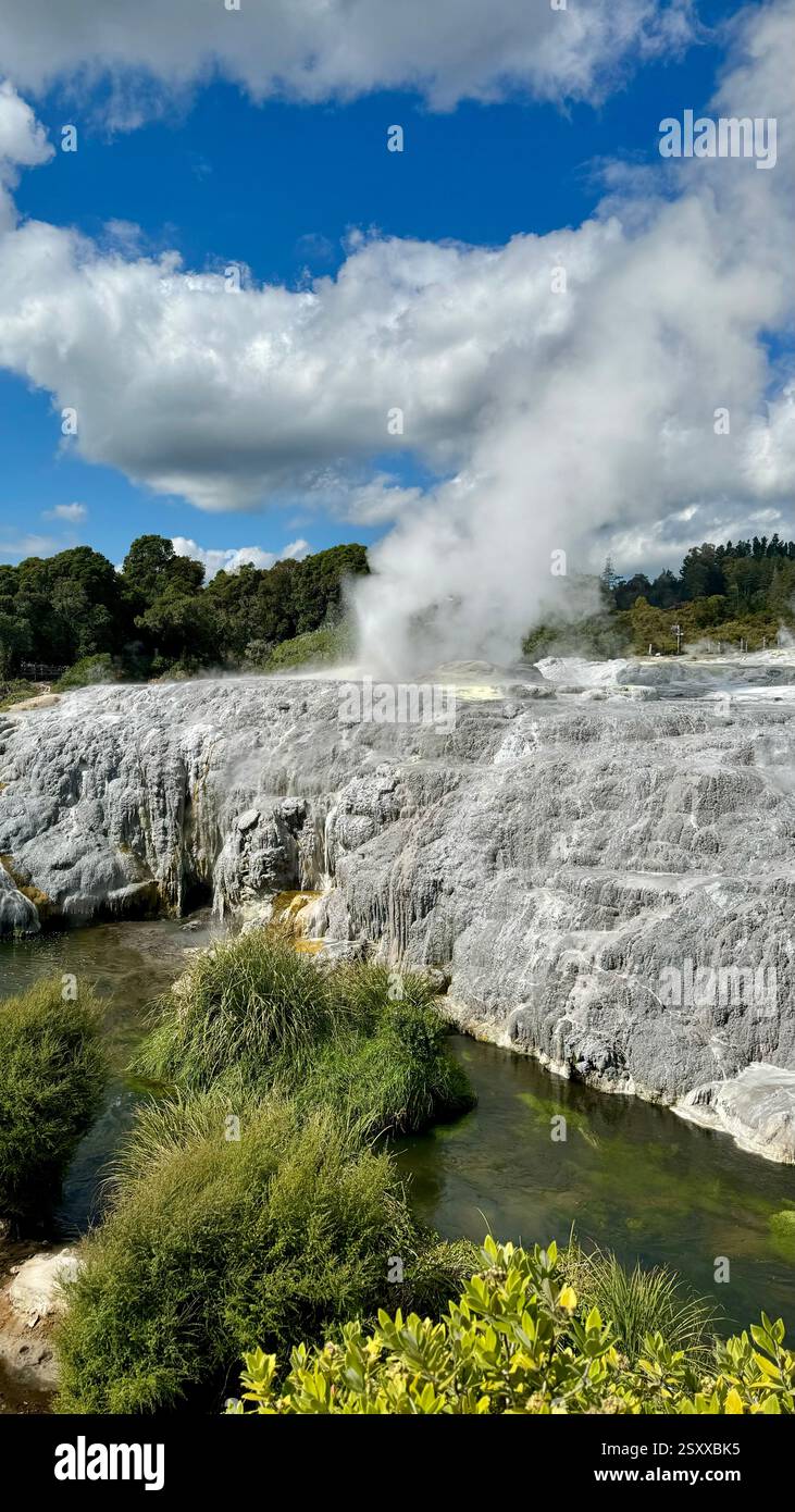 Active geyser at Whakarewarewa Rotorua New Zealand Stock Photo - Alamy