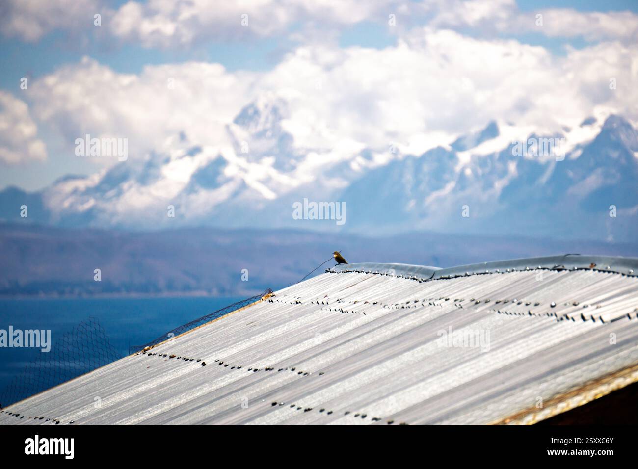 Bird Sitting on Metal Roof with Majestic Snowy Andes in the Distance ...