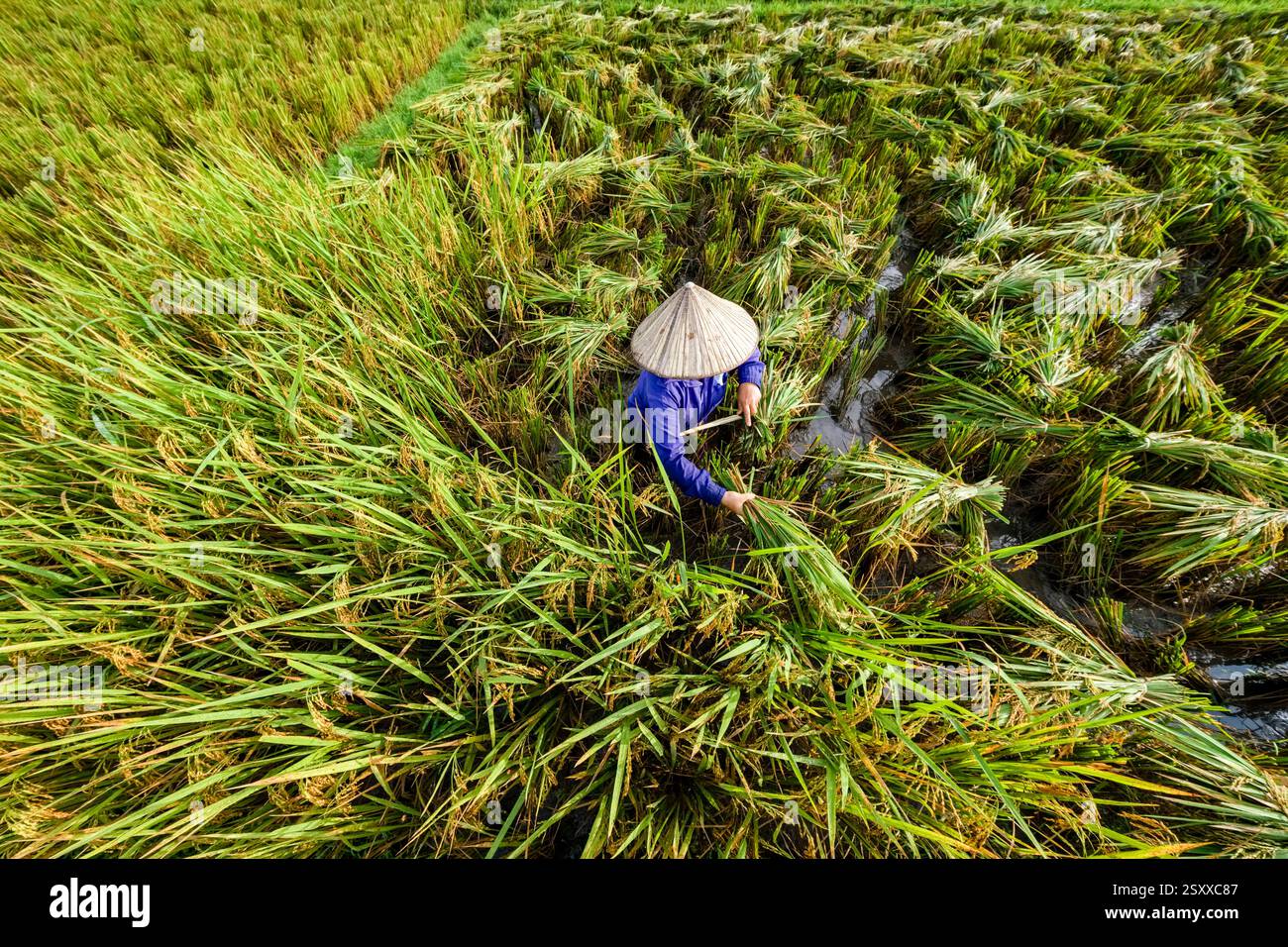 Aerial view of a local woman wearing a conical hat harvesting rice in ...