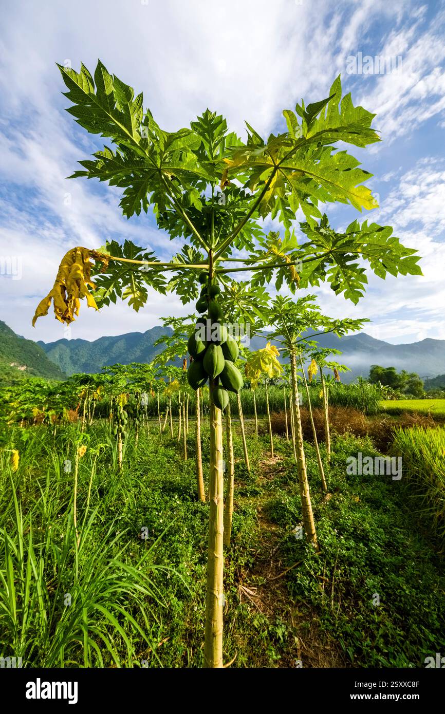 A papaya tree Carica papaya in an orchard bears fruit in the valley of ...