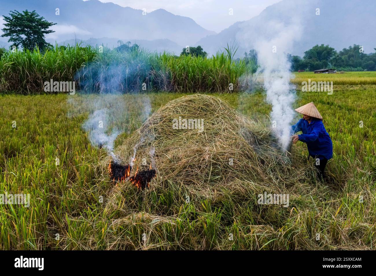 A local woman with a conical hat burns straw after threshing the rice ...