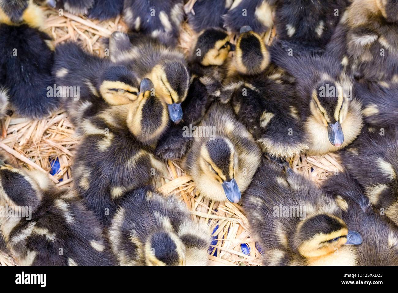 Grey pied ducklings with blue beaks for sale at the weekly market in ...