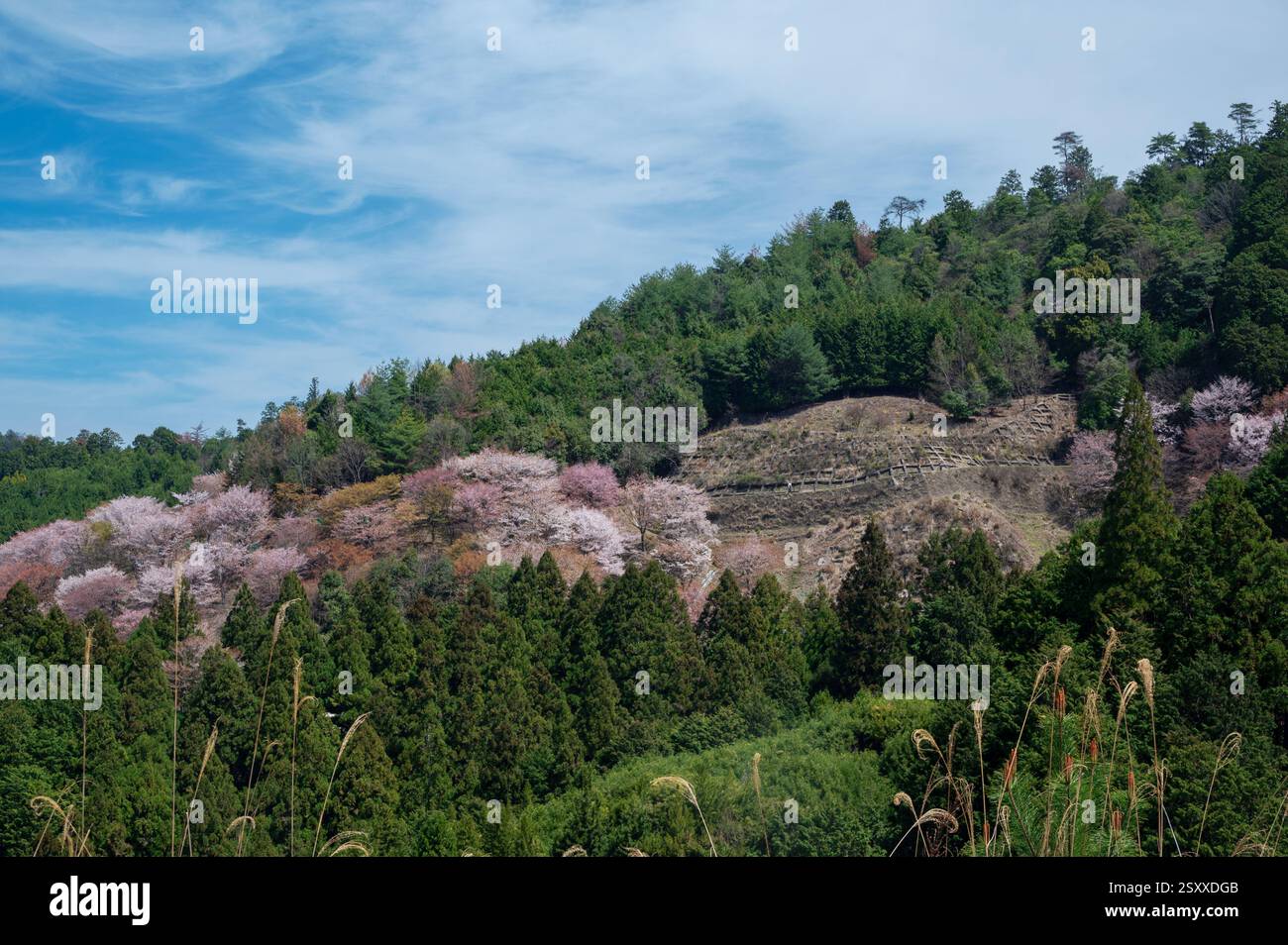 View of Mount Yoshino captured during the full cherry blossom season in ...