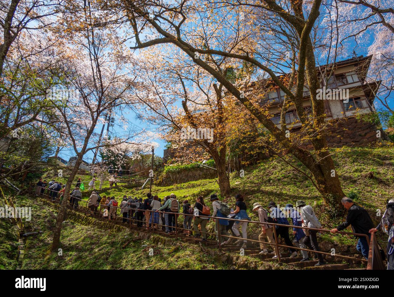 View of the Mount Yoshino Hiking trails captured during the full cherry ...