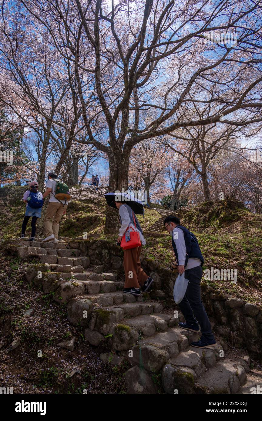 View of the Mount Yoshino Hiking trails captured during the full cherry ...