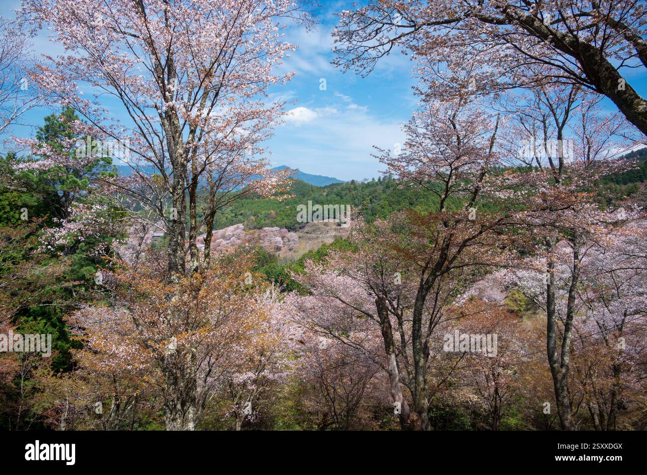View of Mount Yoshino captured during the full cherry blossom season in ...