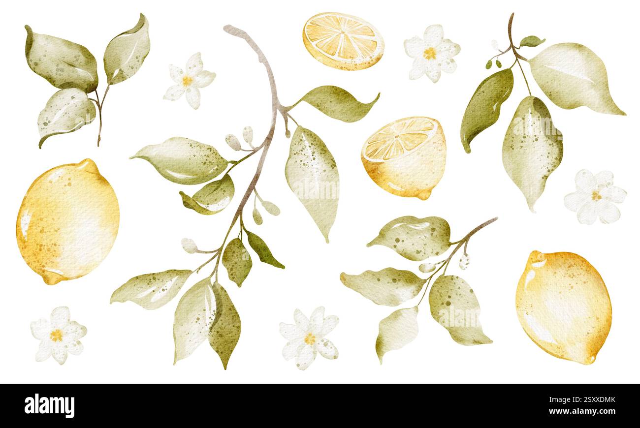 Lemons Watercolor set on isolated background Stock Photo - Alamy