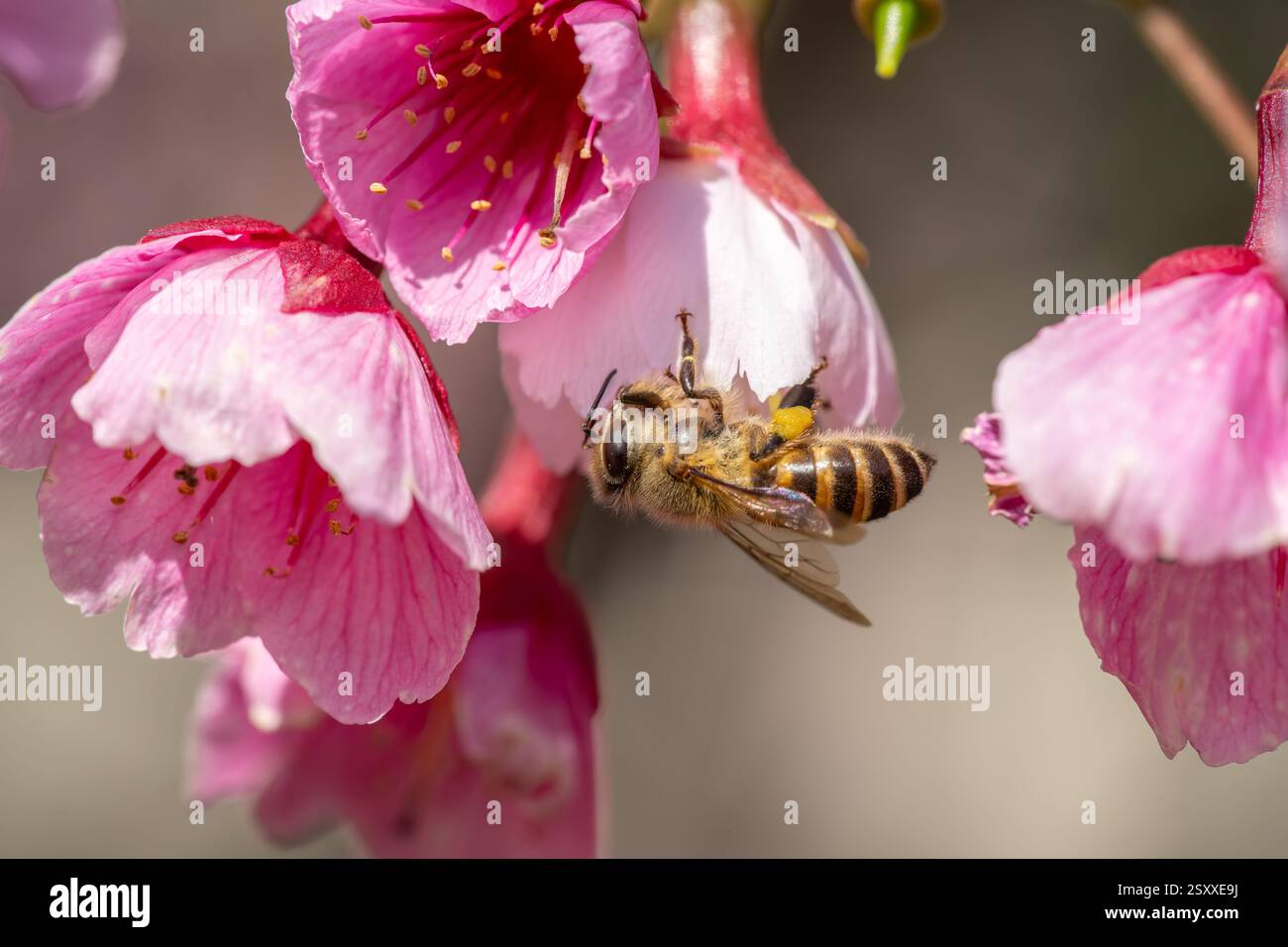 Cherry blossom flowers and bee collecting nectar Stock Photo - Alamy