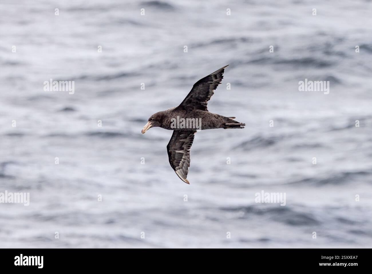 Northern Giant Petrel (Macronectes halli) - also known as Hall's Giant ...