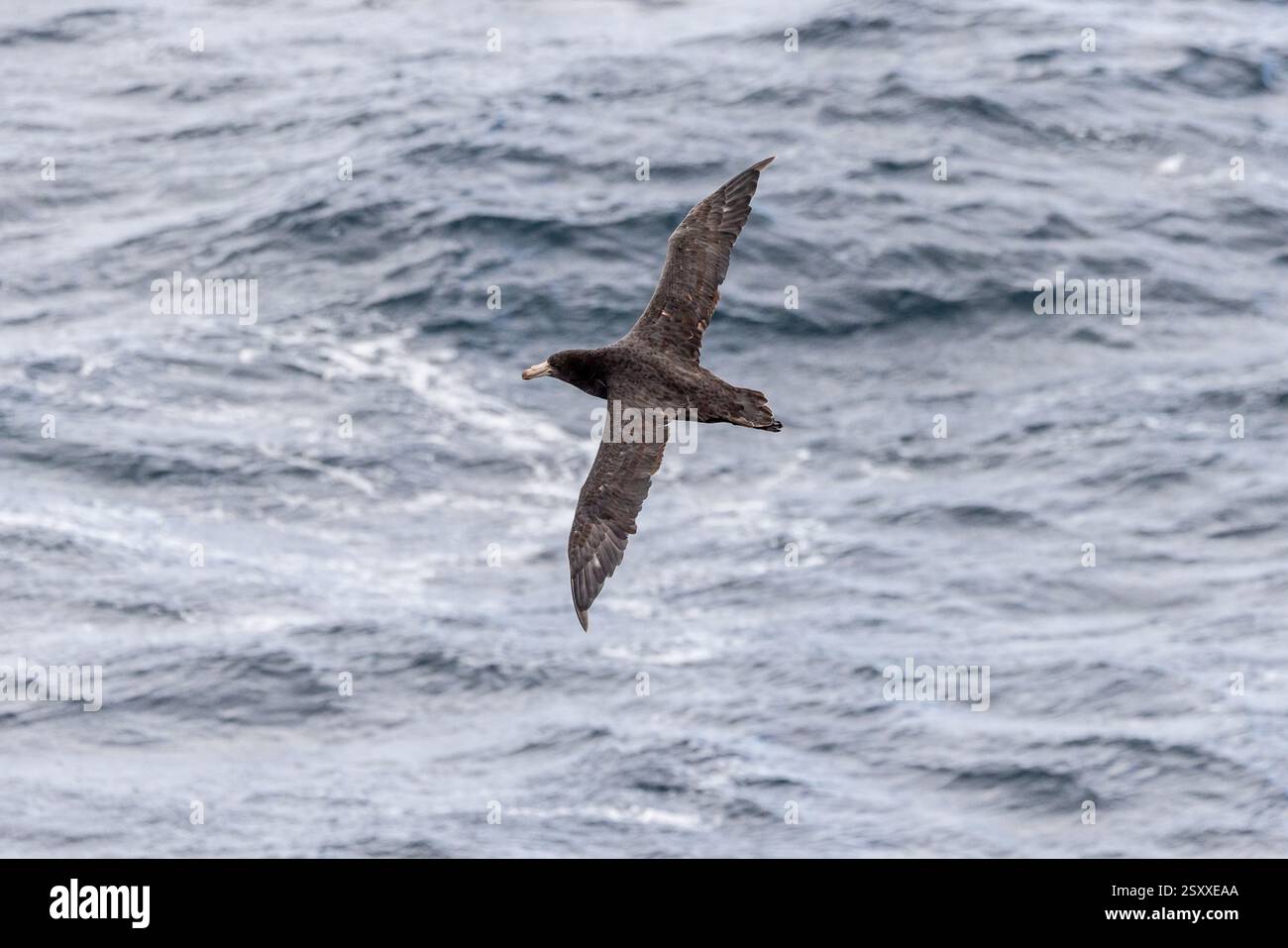 Northern Giant Petrel (Macronectes halli) - also known as Hall's Giant ...