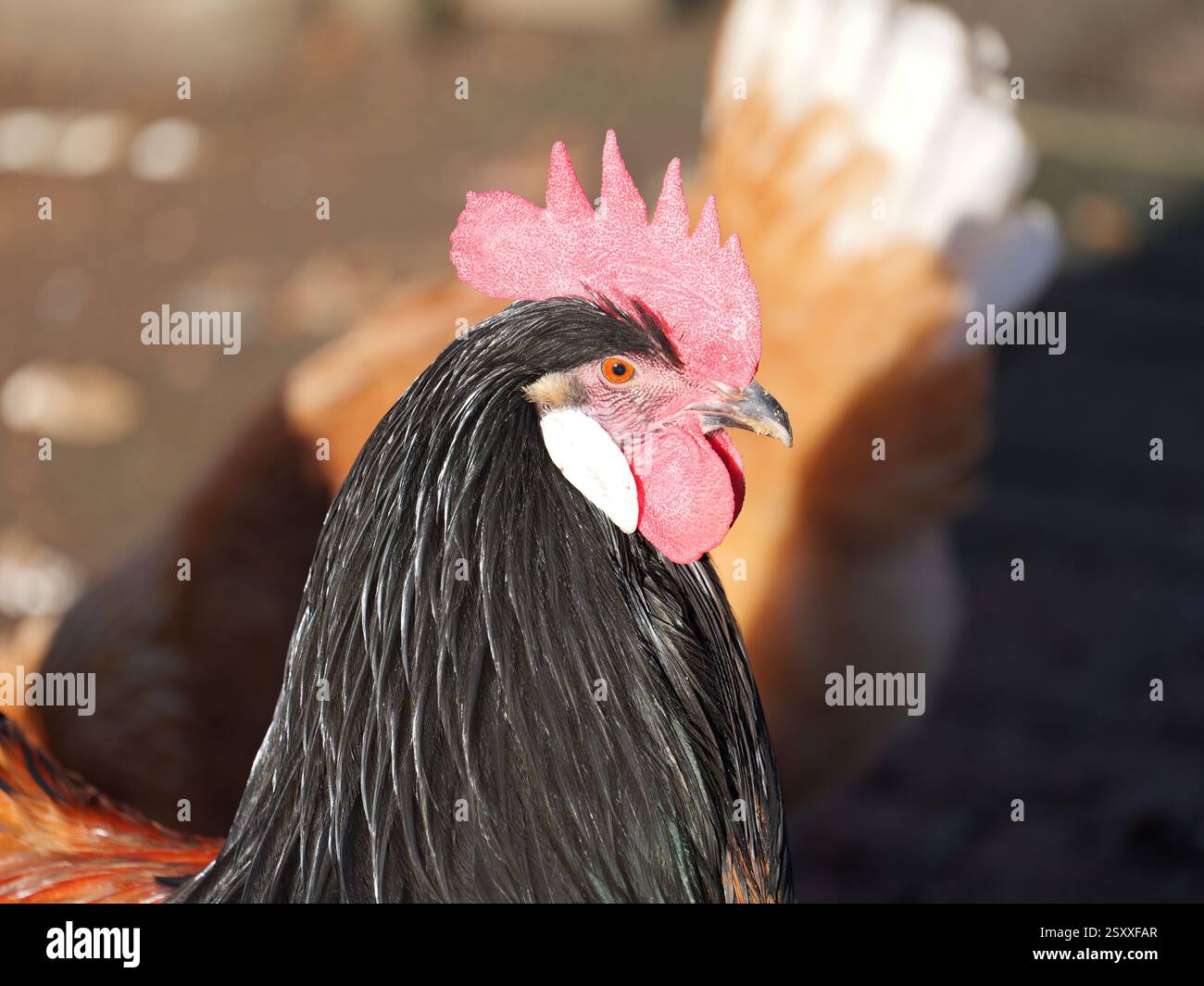 head of the rooster of the Vorwerk chicken breed is black, the eyes are ...