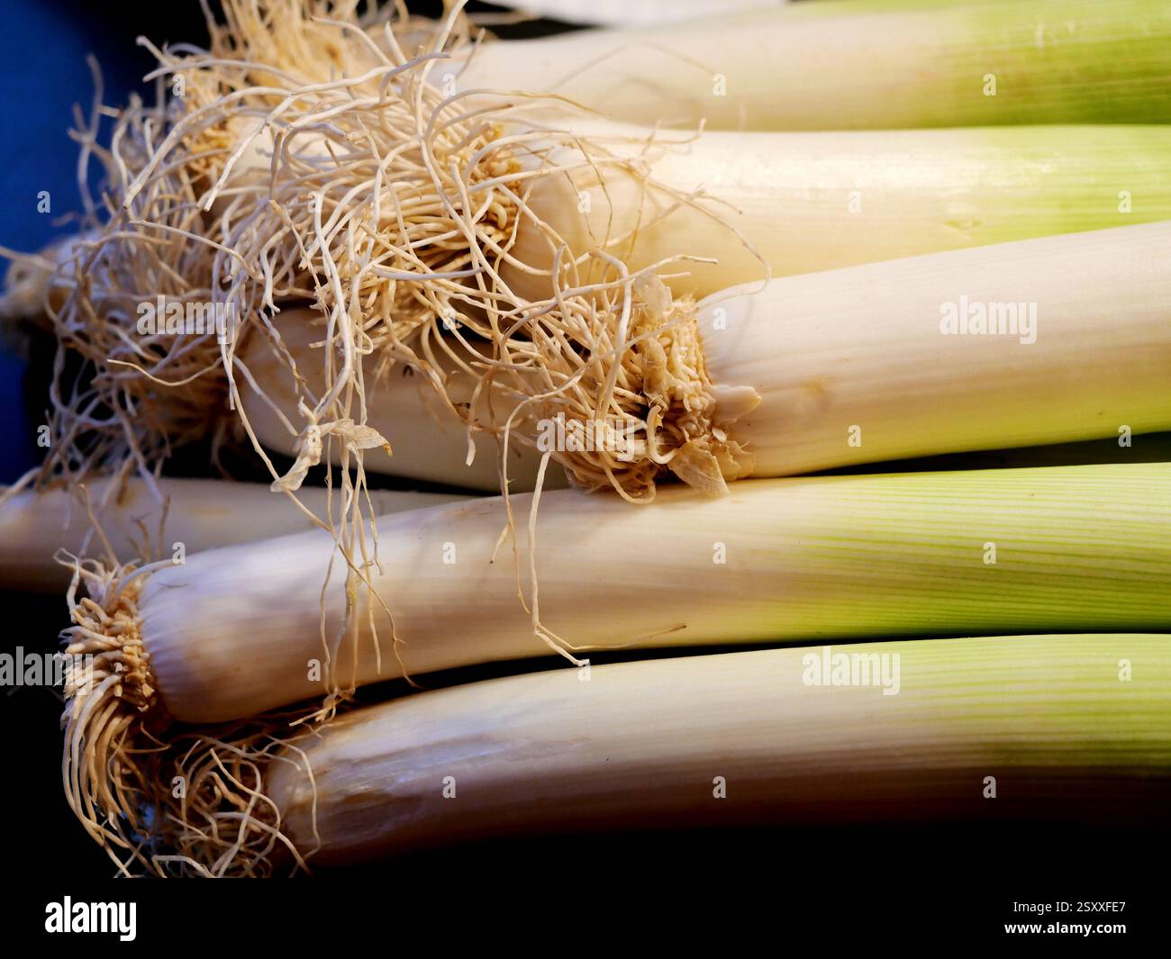 Leek roots capable of sprouting anew. A sustainable, visually striking ...