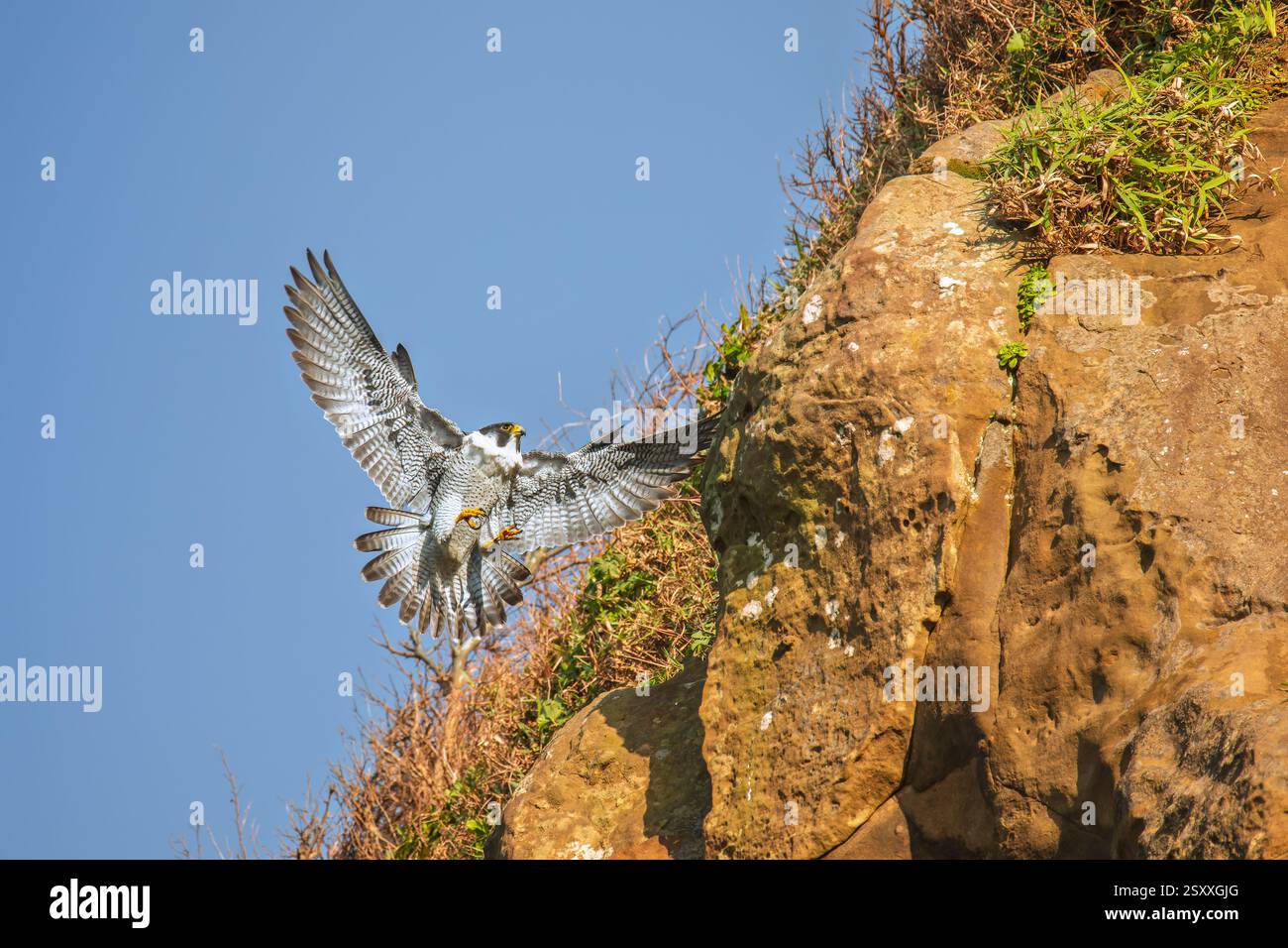 Peregrine falcon before landing on a cliff in Taiwan Stock Photo - Alamy