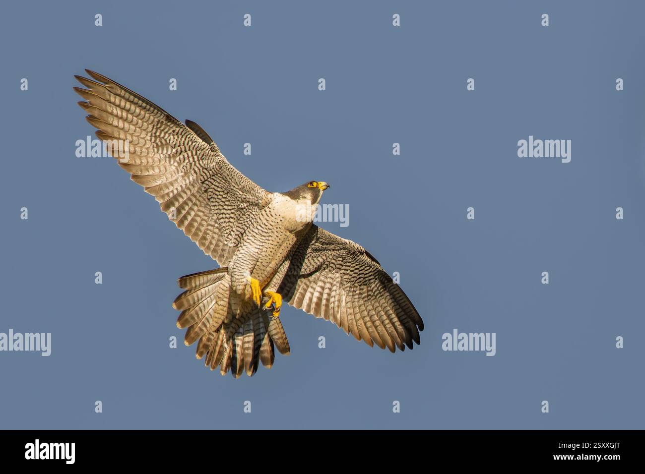 Peregrine falcon close up in flight with open wings on a blue sky Stock ...
