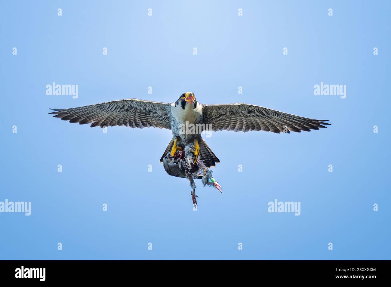 Peregrine falcon in flight with a pigeon on the talons Stock Photo - Alamy