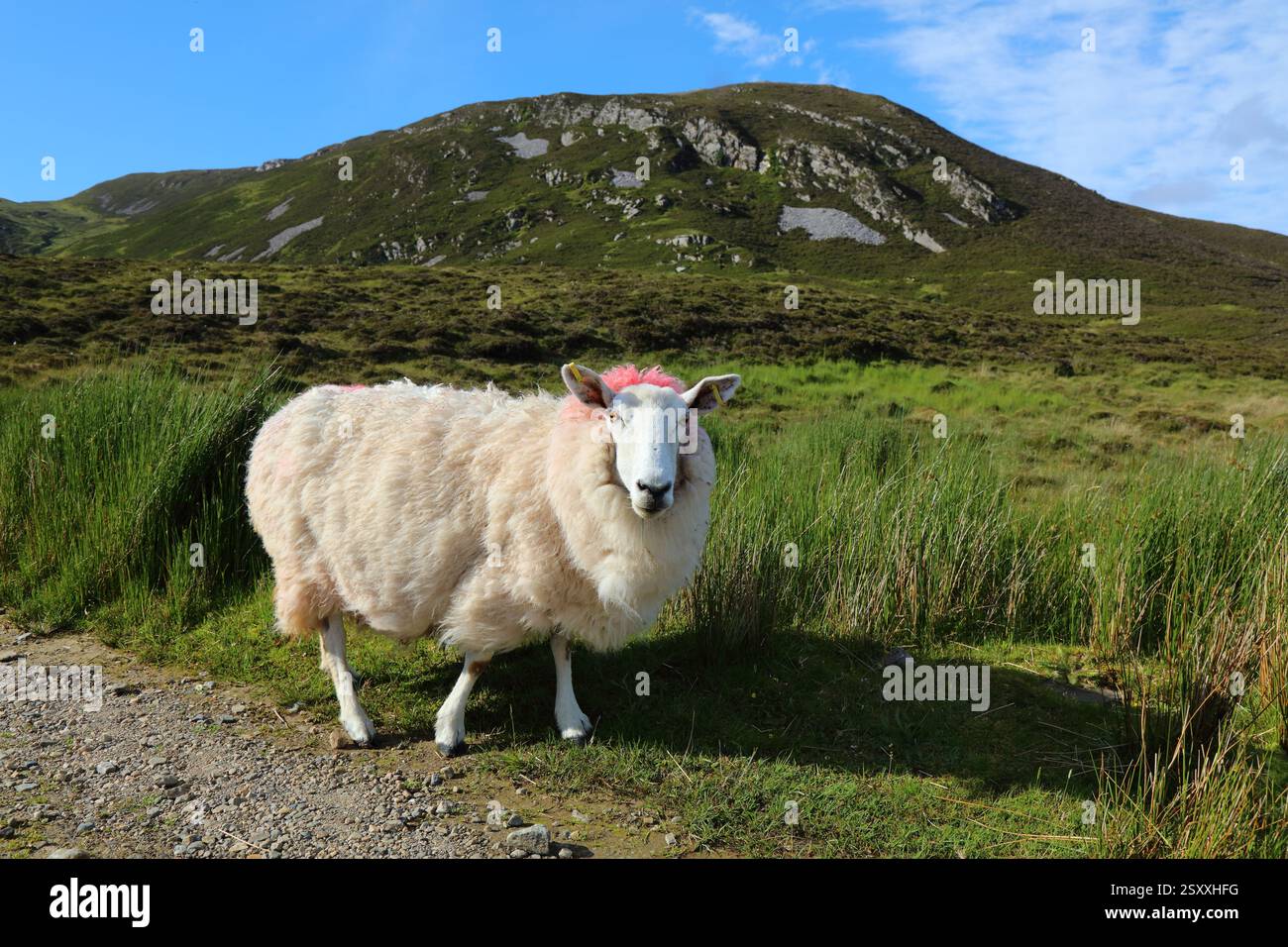 Galway native Irish sheep breed in Slieve League area in County Donegal ...