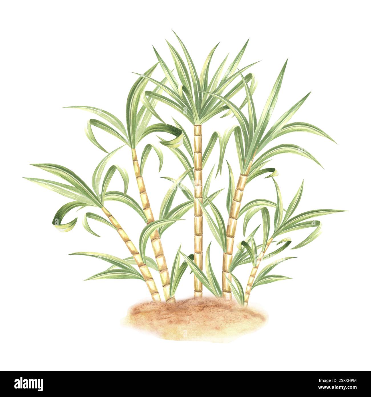 Sugar cane with leaves on grond. Bamboo. Hand drawn watercolor ...