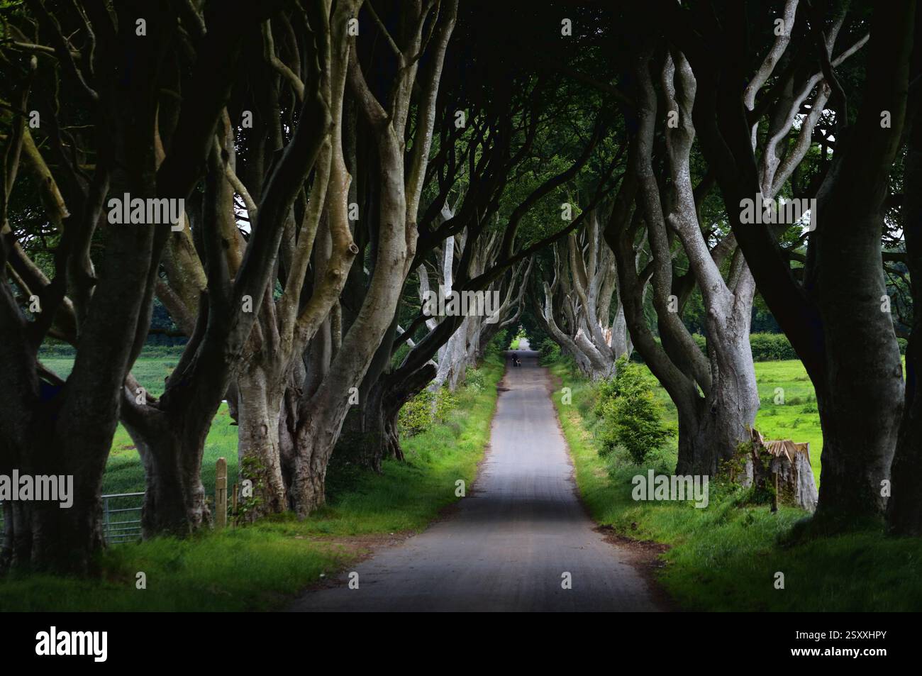 The Dark Hedges road in County Antrim, Northern Ireland. Summer view of ...